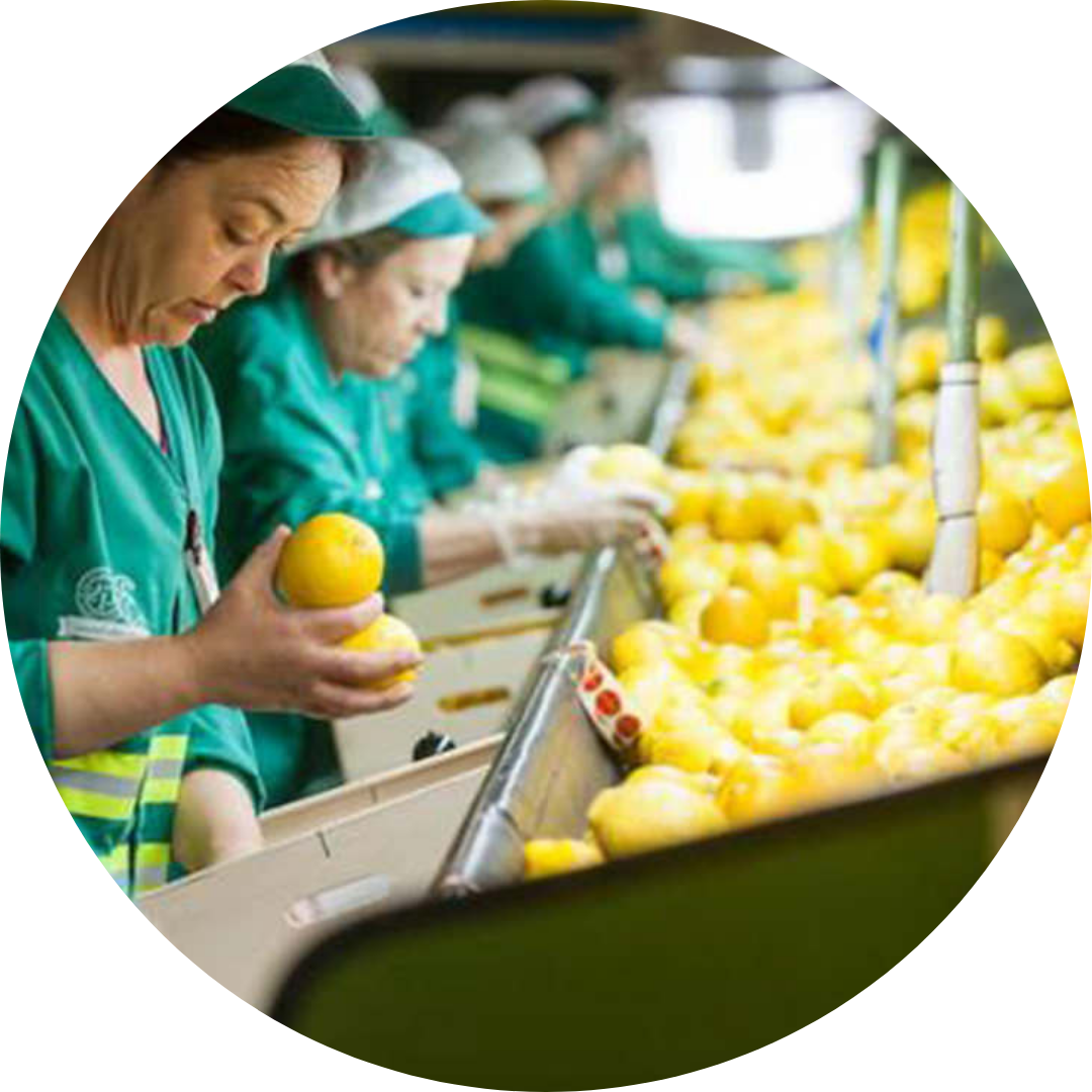 срй Trabajo Para Empacar Frutas En Estados Unidos